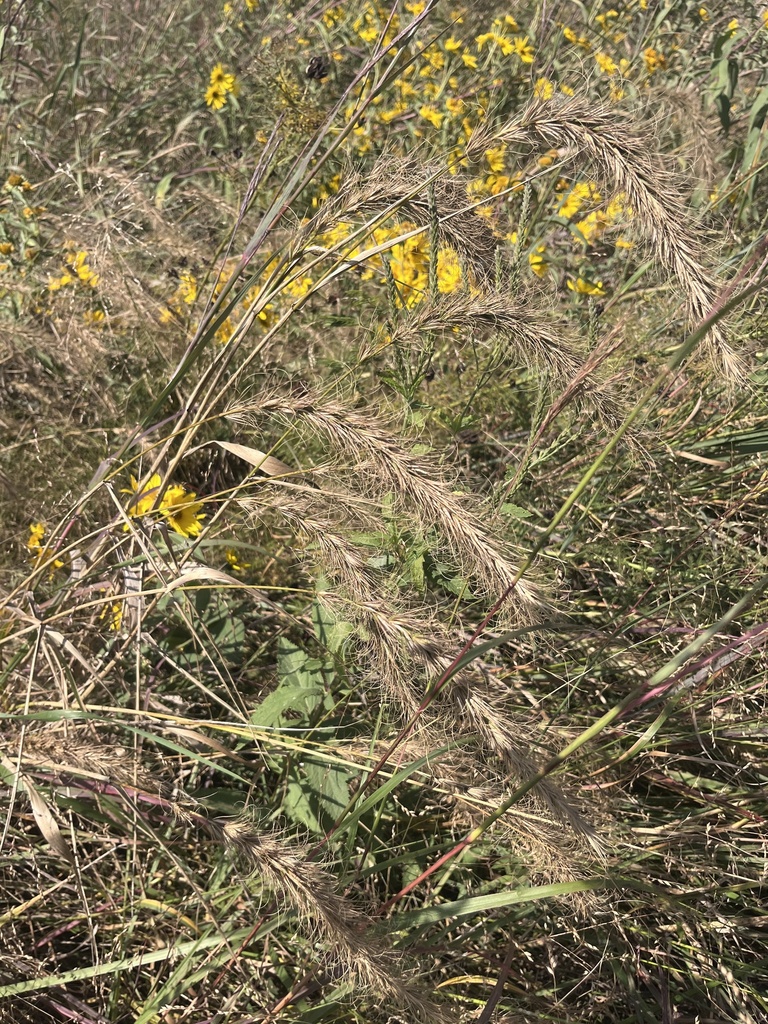 Canada wild rye from Elm Island Rd, Gibbon, NE, US on September 11 ...