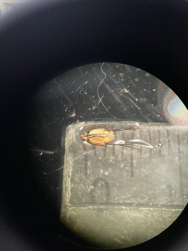 Trepobates subnitidus from Duarte Pond, Vineyard Haven, MA, US on ...