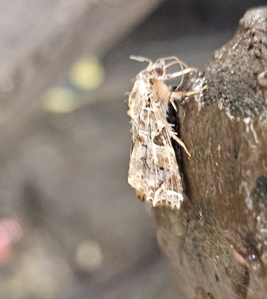 Florida Fern Moth in September 2024 by Alberto Alcalá · iNaturalist