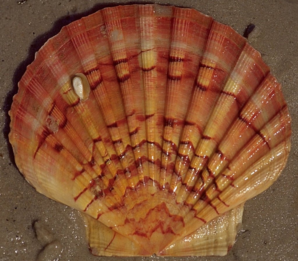 Pecten jacobaeus (Intermareal mediterráneo. Mediteranean Intertidal ...