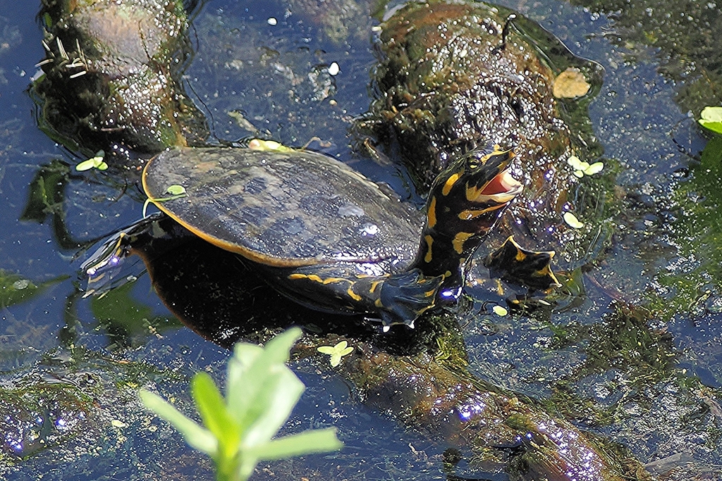 Florida Softshell Turtle from Green Cay Nature Center & Wetlands ...