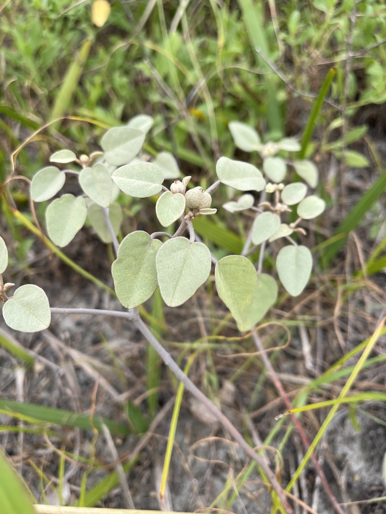 Beach Croton from Hunting Island State Park, Saint Helena Island, SC ...