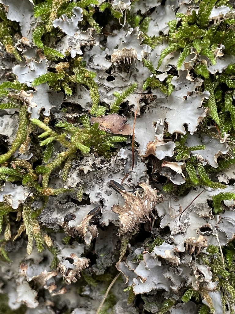 scaly pelt lichen from Conyers, GA, US on September 5, 2024 at 10:41 AM ...