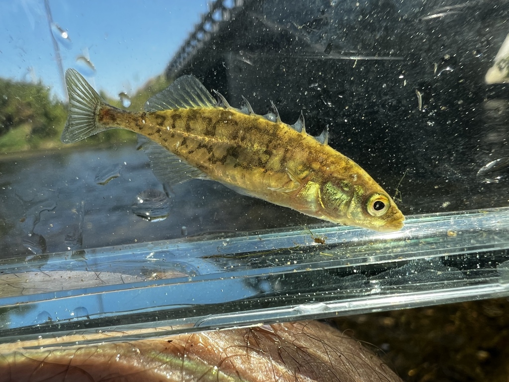 Brook Stickleback in September 2024 by Nick · iNaturalist