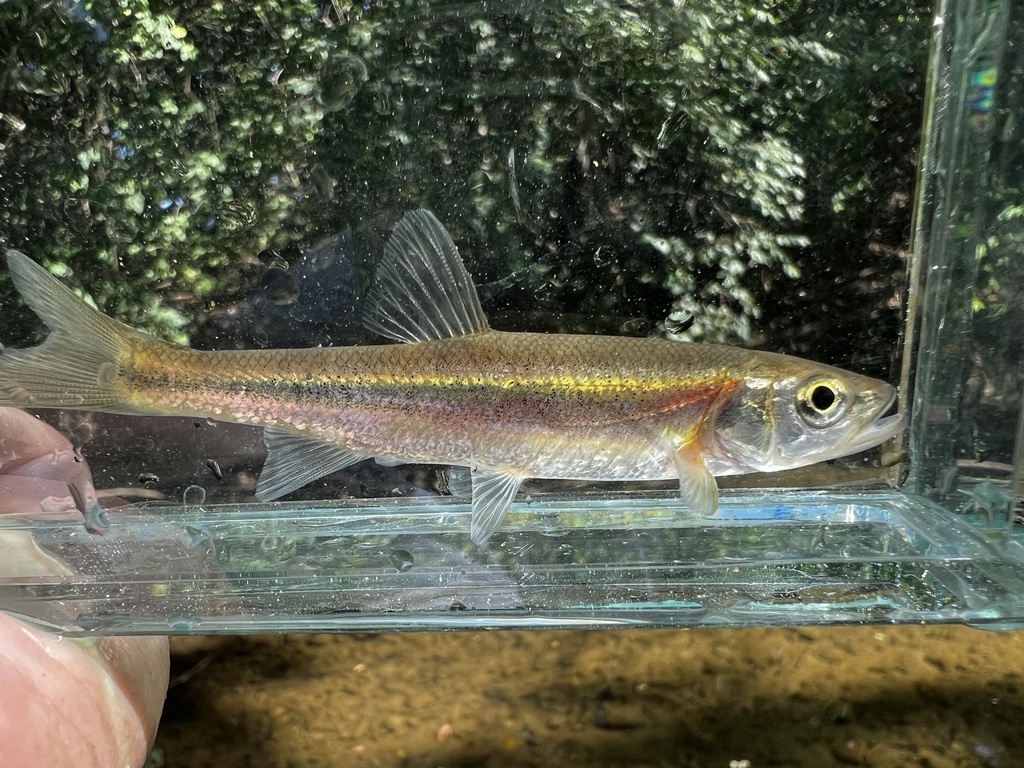 Redside Dace in September 2024 by Nick · iNaturalist