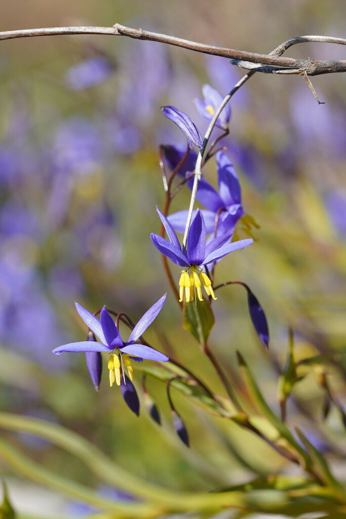nodding blue lily from Cootamundra NSW 2590, Australia on September 4 ...