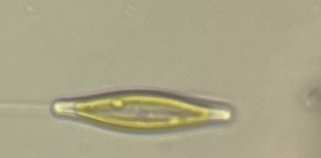 Naviculales from N Crockett St, Granbury, TX, US on September 10, 2024 ...