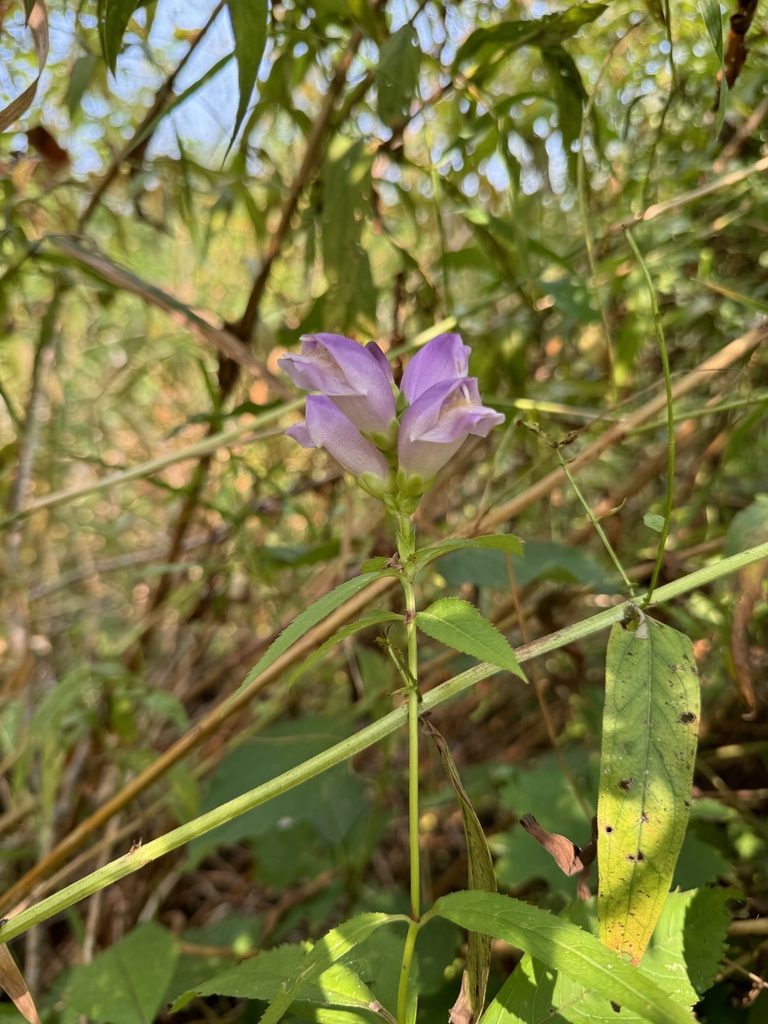 rose turtlehead in September 2024 by Grant Fessler · iNaturalist