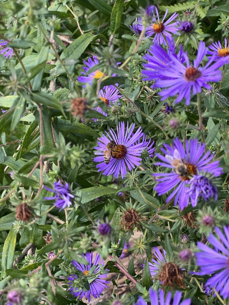 Western Honey Bee from Île de Montréal, Montréal, QC, CA on September ...
