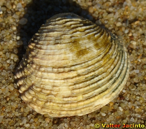 Warty Venus Clam (Venus verrucosa) · iNaturalist