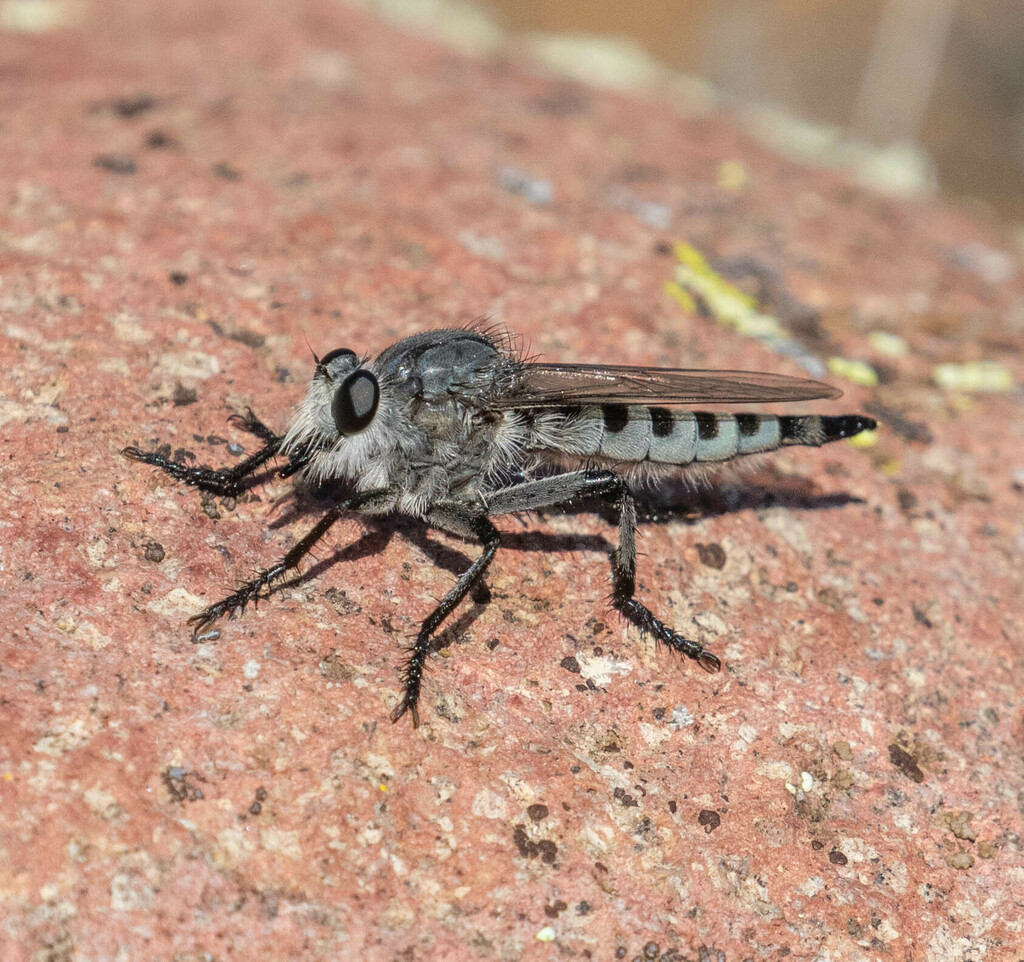 Giant Robber Flies from Cochise County, AZ, USA on September 3, 2024 at ...