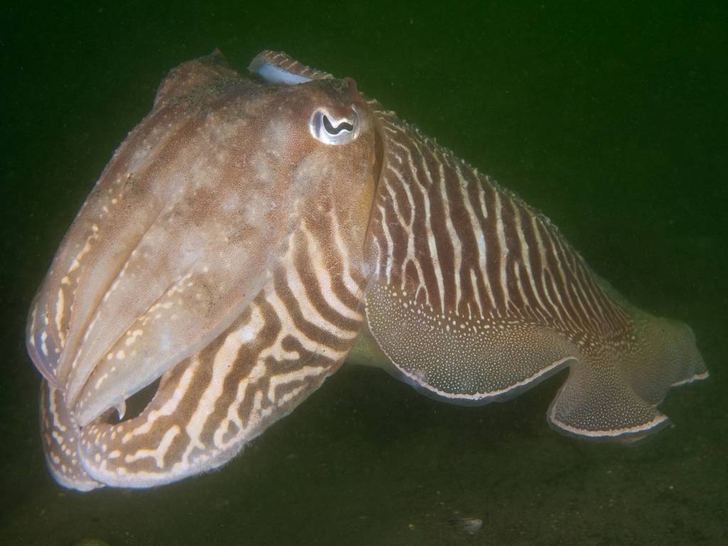 European Common Cuttlefish (Marine Life of the Mediterranean) · iNaturalist