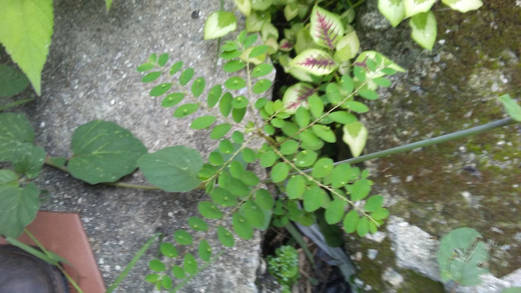 Mascarene Island leaf-flower from Sector "Caja de Agua", San Felipe ...