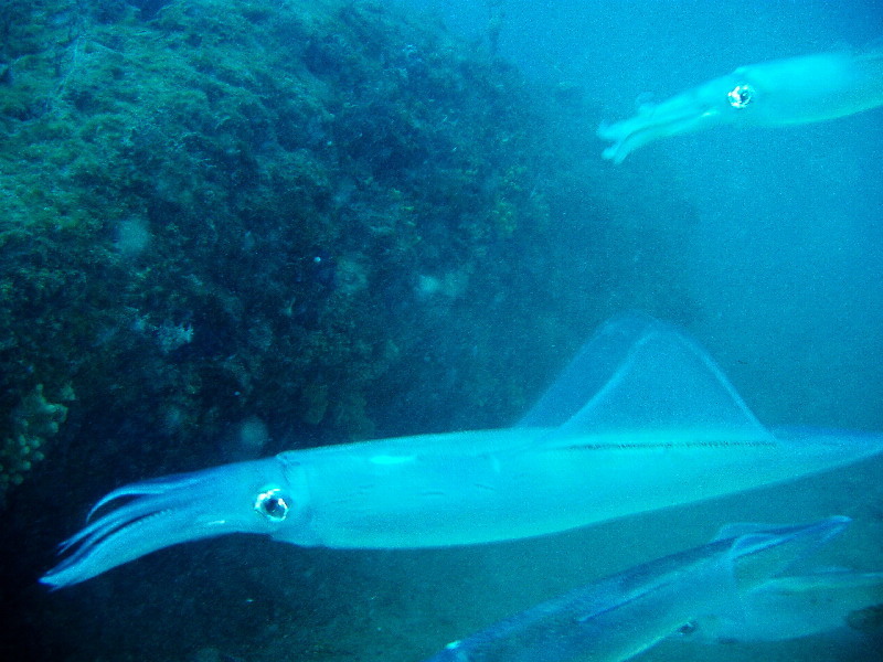 European squid (Marine Life of the Mediterranean) · iNaturalist