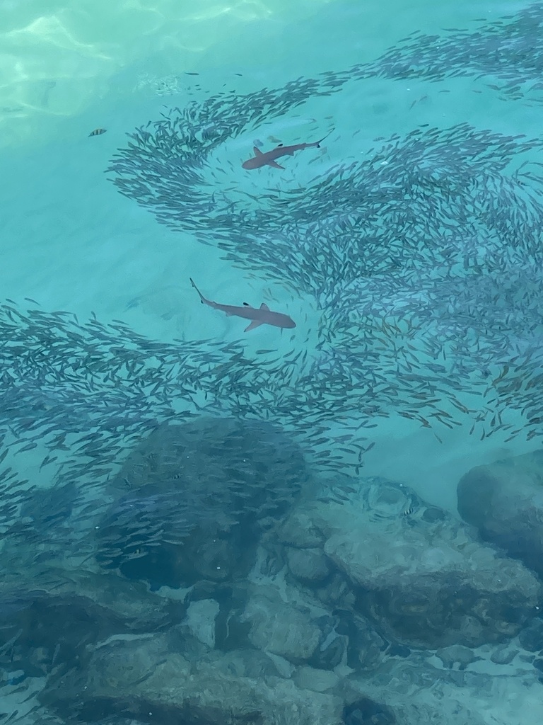 Blacktip Reef Shark in September 2024 by Amanda Roe · iNaturalist