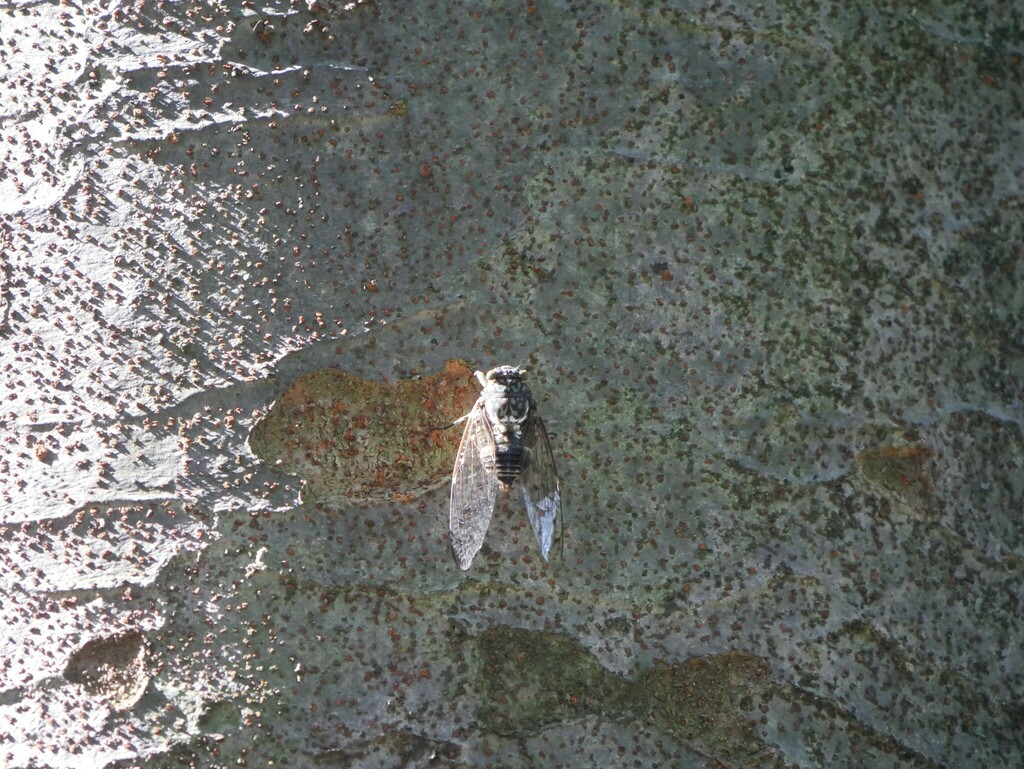 Robust Cicada from Naitomachi, Shinjuku City, Tokyo 160-0014, Japan on ...