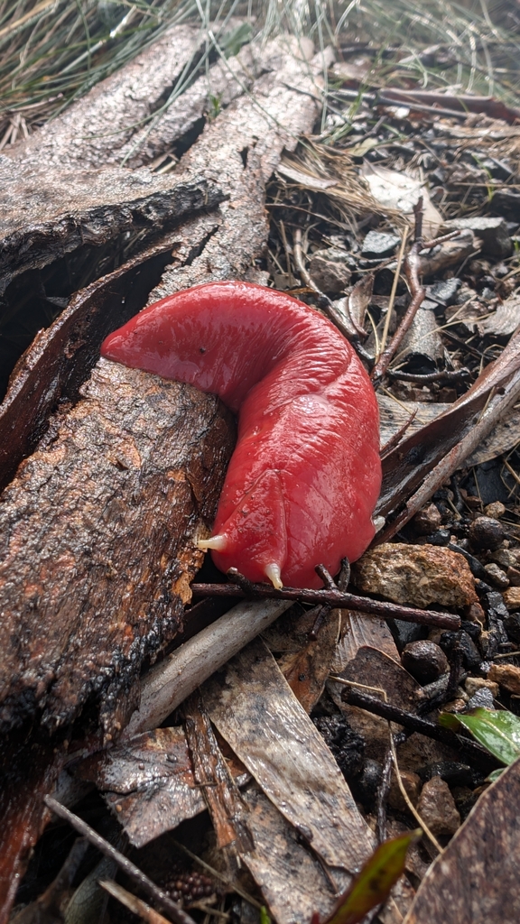 Kaputar Pink Slug in September 2024 by Daniel Roberts · iNaturalist