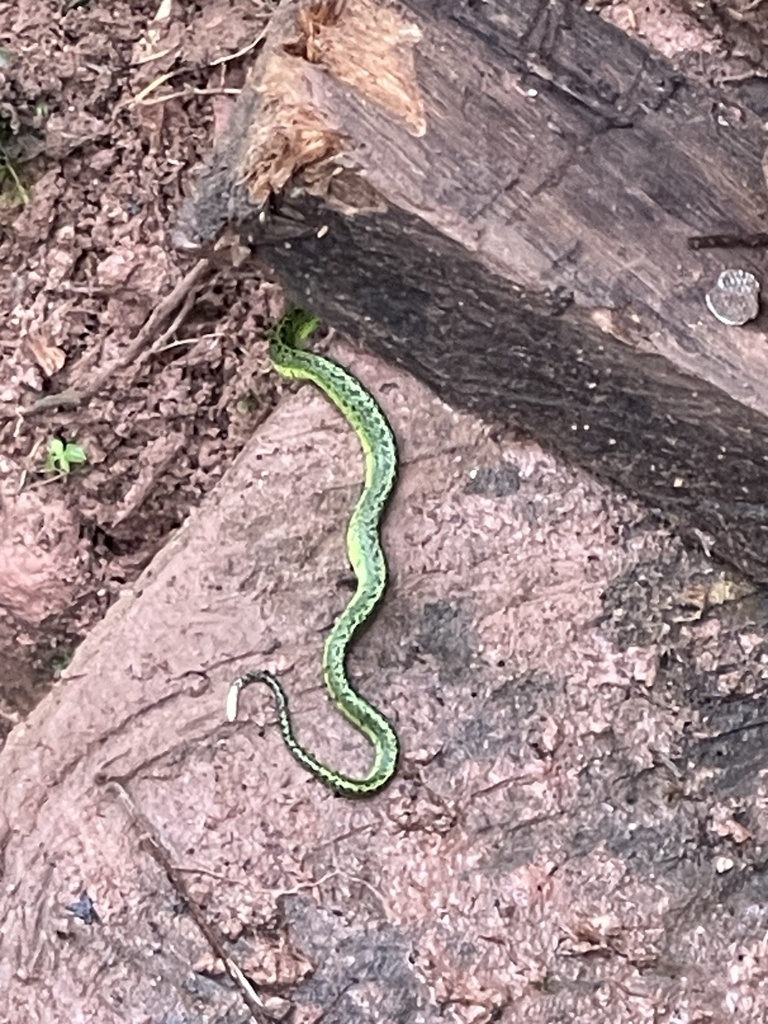Black-speckled Palm Pit Viper from La Amistad International Park ...