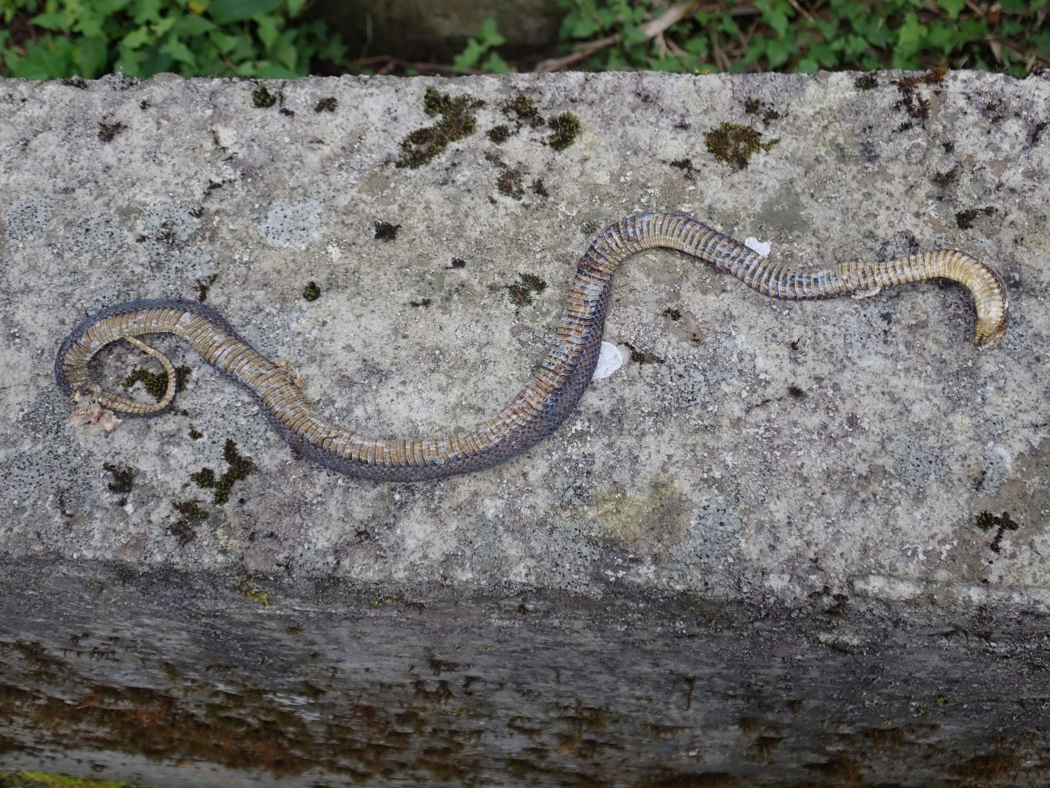 Achalinus formosanus Boulenger, 1908