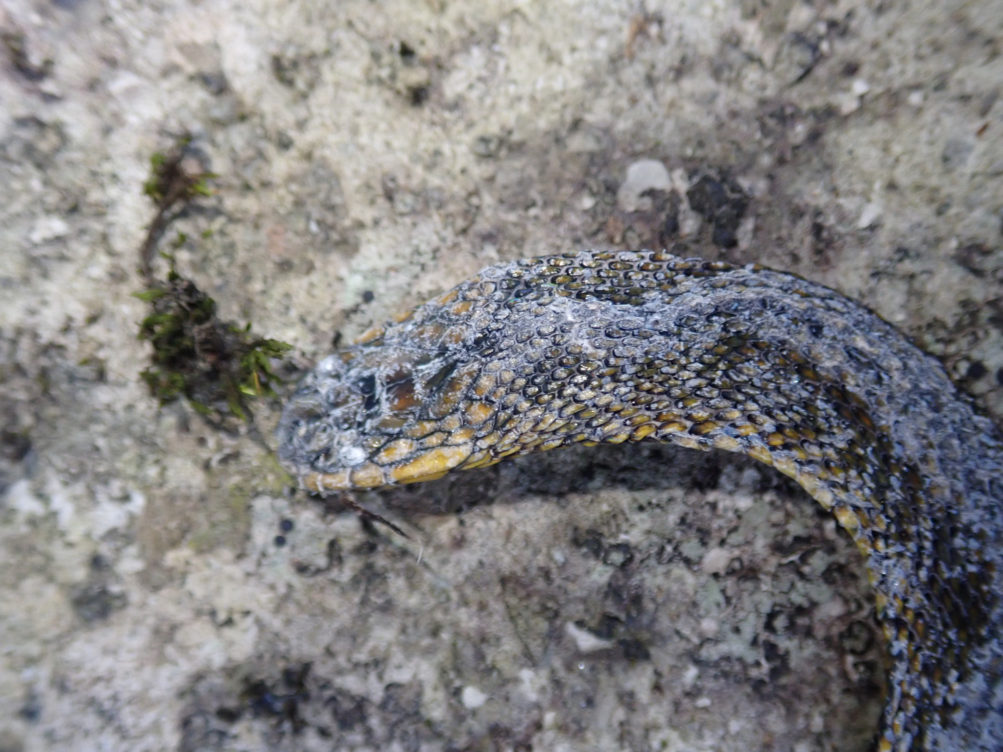 Achalinus formosanus Boulenger, 1908