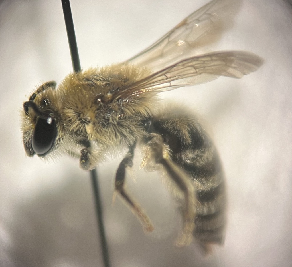 American Cellophane Bee from Pottageville Swamp Natural Area, King, ON ...
