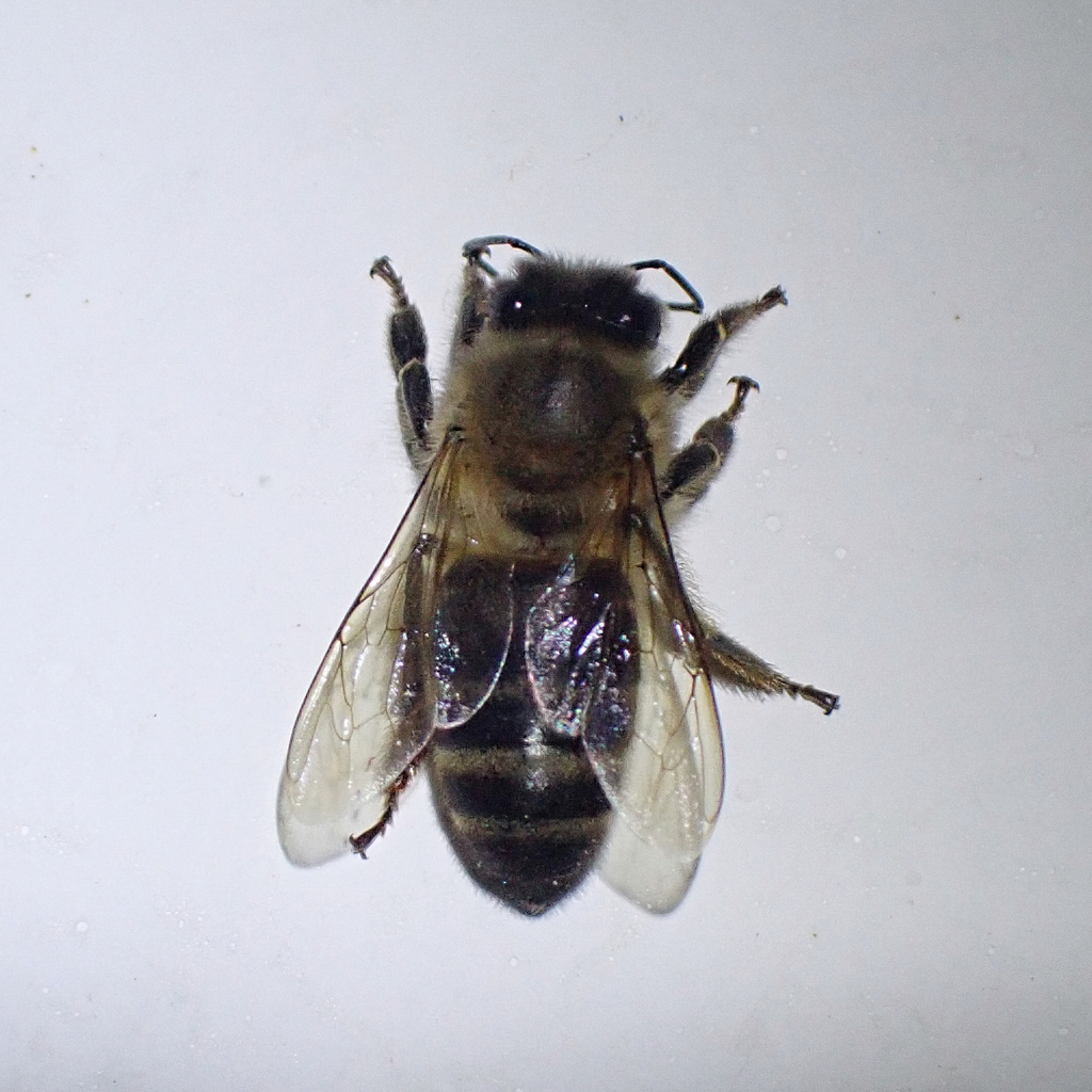 Western Honey Bee from 29200 Antequera, Málaga, Spain on September 12 ...