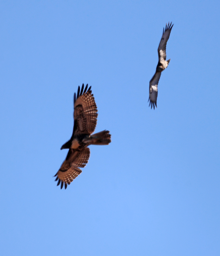 Red-tailed Hawk from Cosumnes River Preserve, 13501 Franklin Blvd, Galt ...