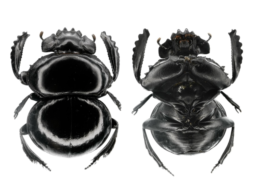 Scarabaeus cancer from Umpulo, Bié, AO on December 7, 2015 at 04:28 PM ...