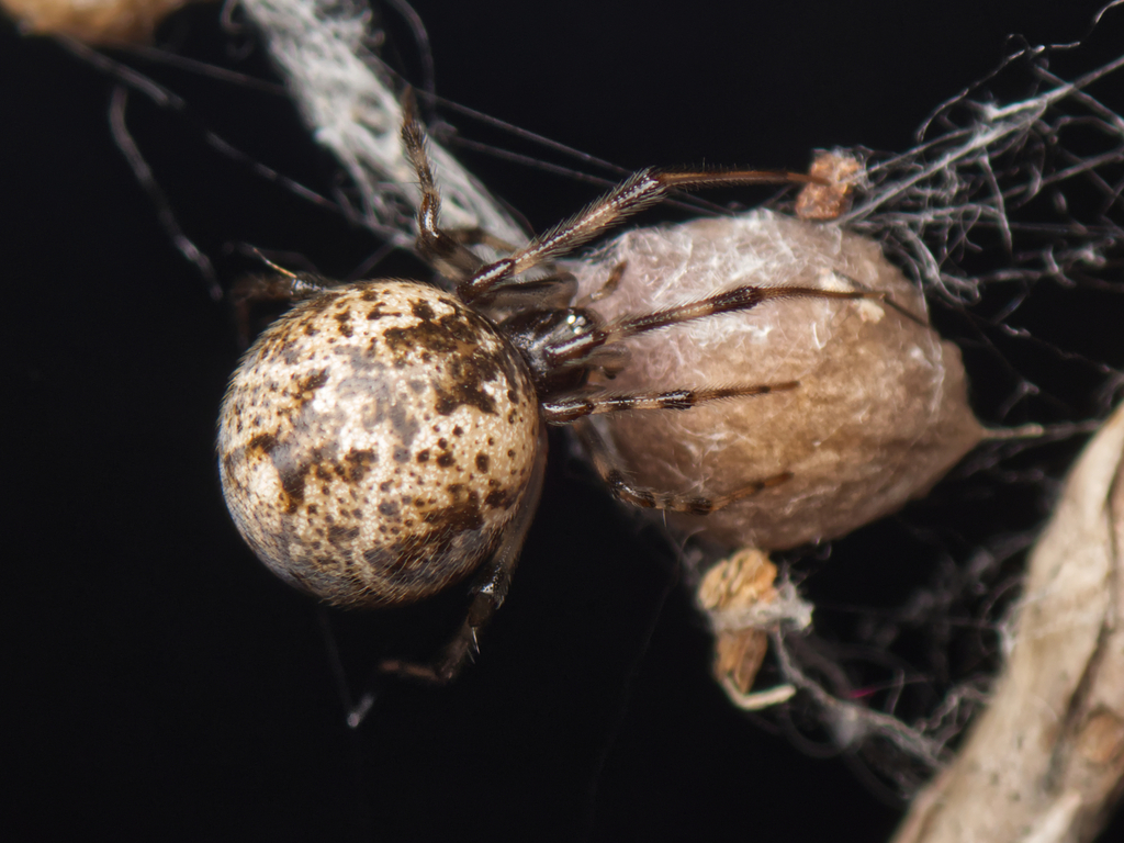 Common House Spider from Shawnigan Lake, BC V0R, Canada on September 11 ...