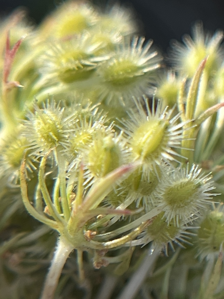 wild carrot from Mukilteo Ln, Mukilteo, WA, US on September 11, 2024 at ...