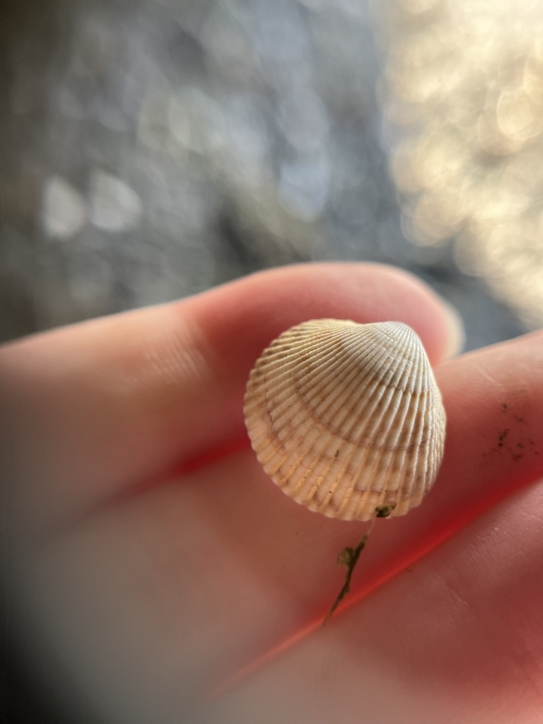 Nuttall's Cockle from Possession Sound, Everett, WA, US on September 11 ...
