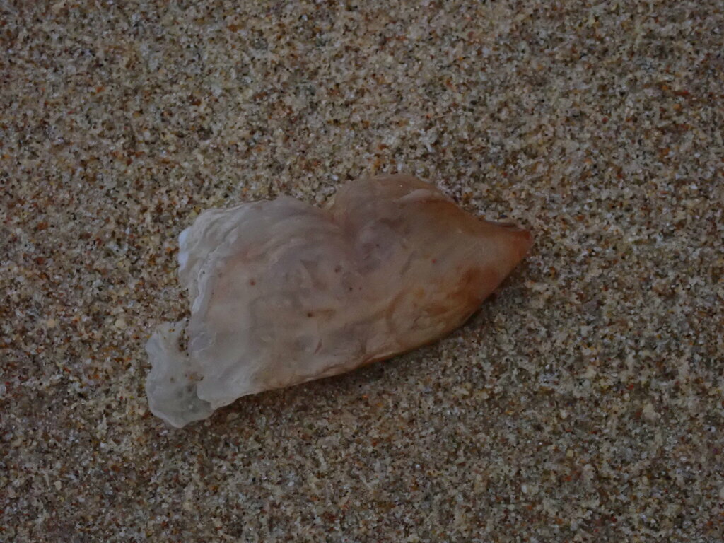 Baggy Pen Shell from Bundagen NSW 2454, Australia on September 12, 2024 ...