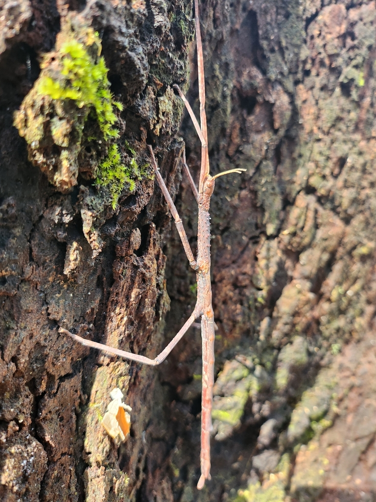 Giant Spiny Acrophylla from Tanawha QLD, Australia on September 12 ...