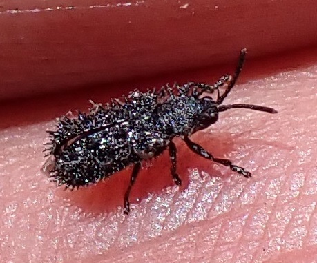 Hispellinus from Nitmiluk NT 0852, Australia on September 8, 2024 at 12:39 PM by simono ...