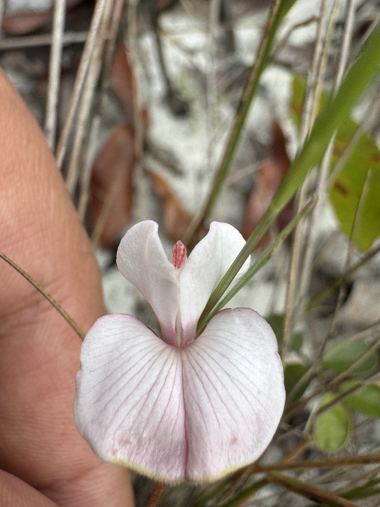 Scurf Hoarypea from Allen David Broussard Catfish Creek Preserve State ...