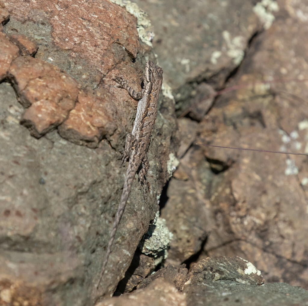 Ornate Tree Lizard from Cochise County, AZ, USA on September 3, 2024 at ...