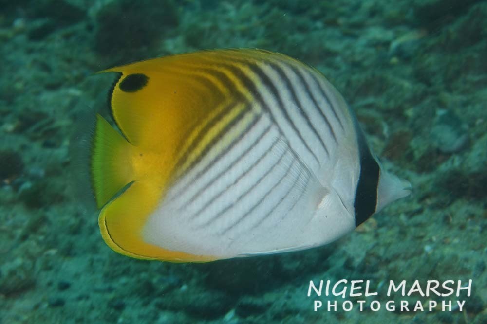 Threadfin Butterflyfish from New South Wales, Australia on April 10 ...