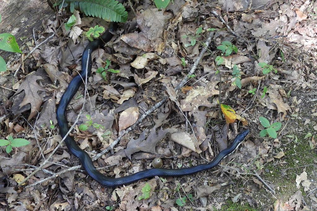 Eastern Ratsnake from Great Falls, VA, USA on September 11, 2024 at 01: ...