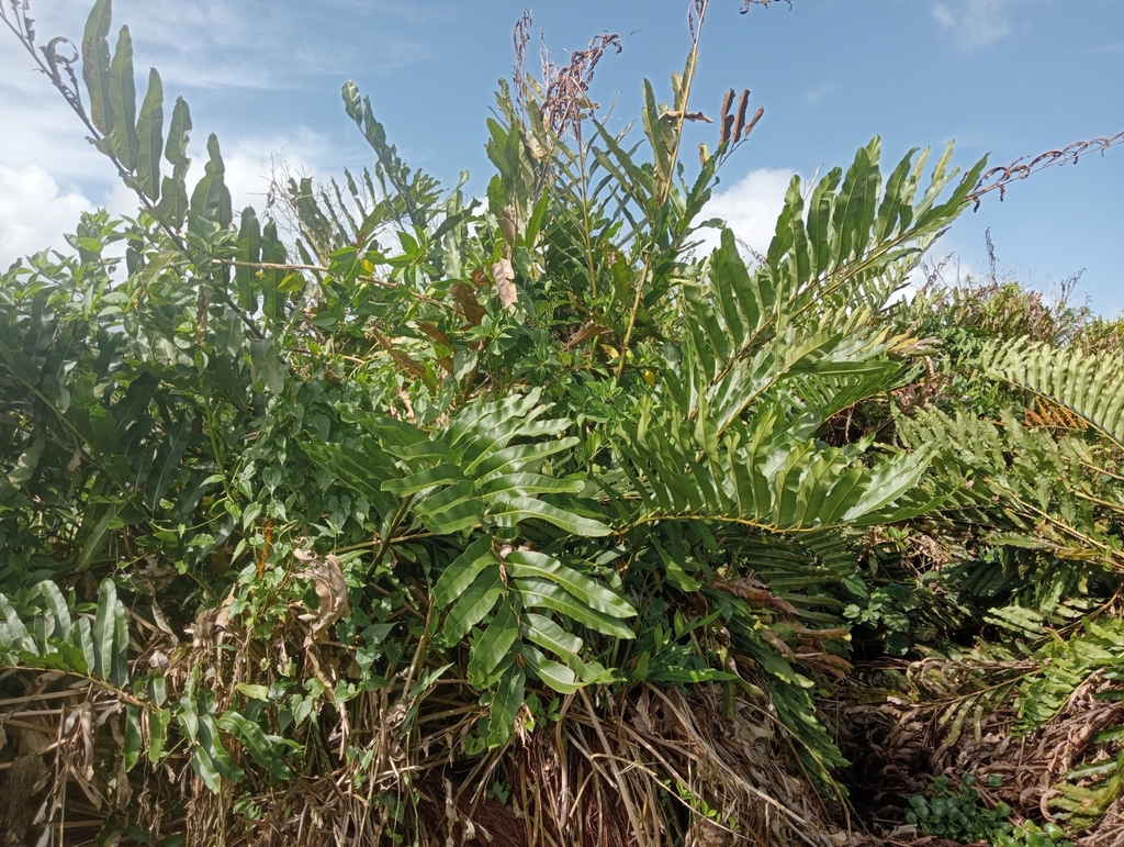 Golden Leather Fern from 2592+FRQ, Lotofaga-uta, Samoa on September 12 ...