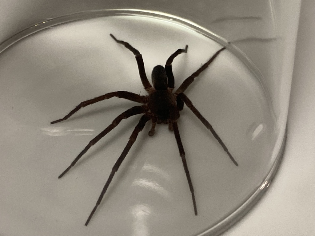 Zorocrates from Calle Camelia, Álvaro Obregón, CDMX, MX on September 11 ...