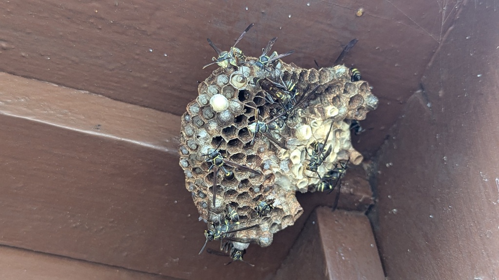 Paper Wasps from Parque Ecológico Chipinque, San Pedro Garza García ...