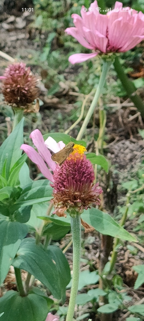 Huron Sachem from Terre Haute, IN 47807, USA on September 11, 2024 at ...