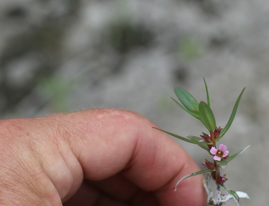 Toothcup in September 2024 by Scott F Smith · iNaturalist