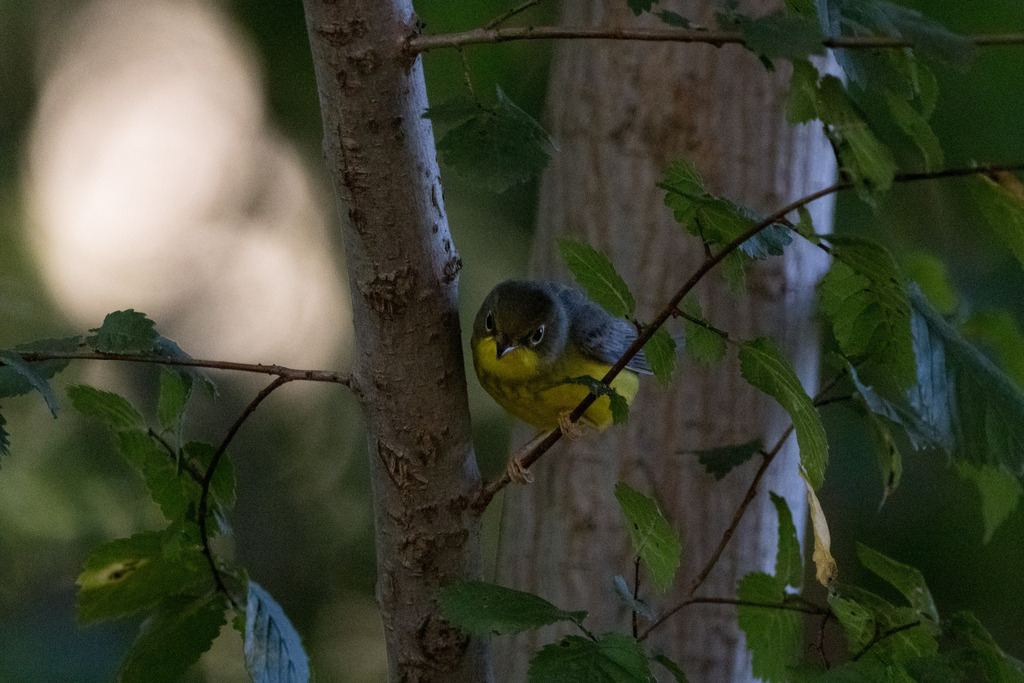 Canada Warbler from Brooklyn, NY, USA on September 11, 2024 at 05:12 PM ...