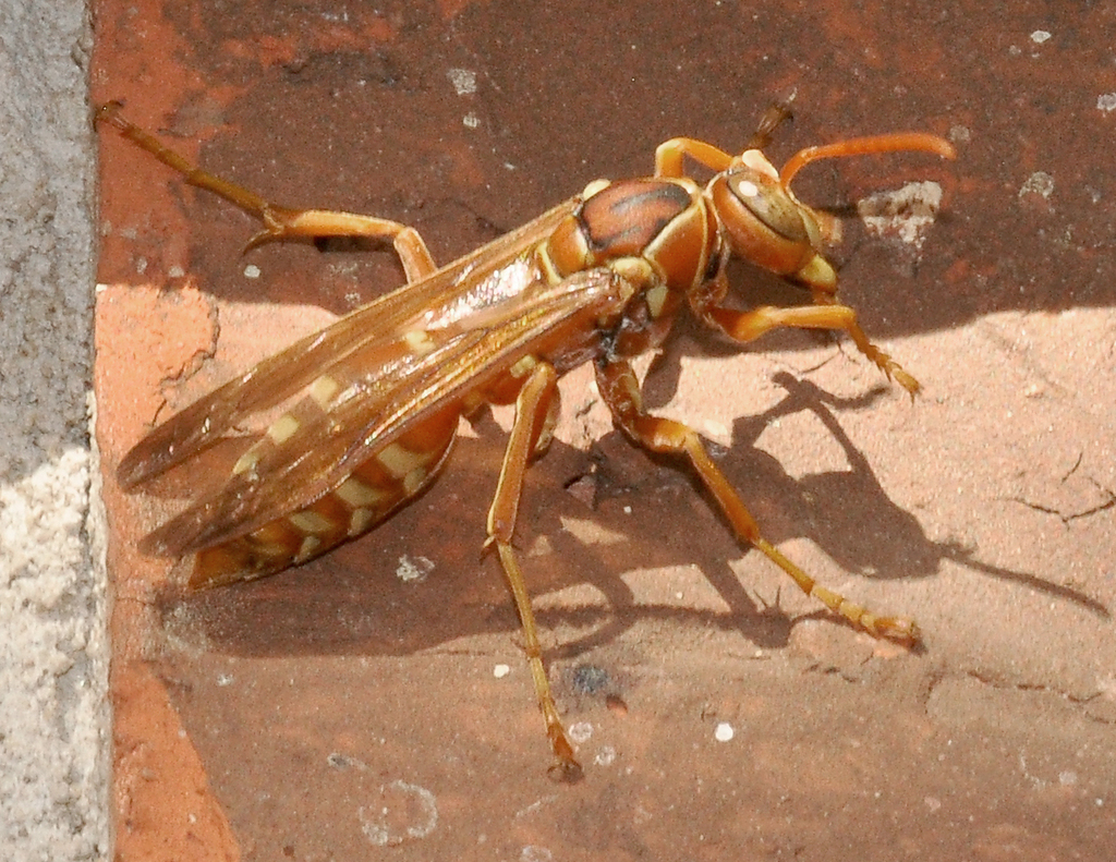 Southern Paper Wasp from Ada, OK, USA on February 21, 2000 at 11:38 AM ...