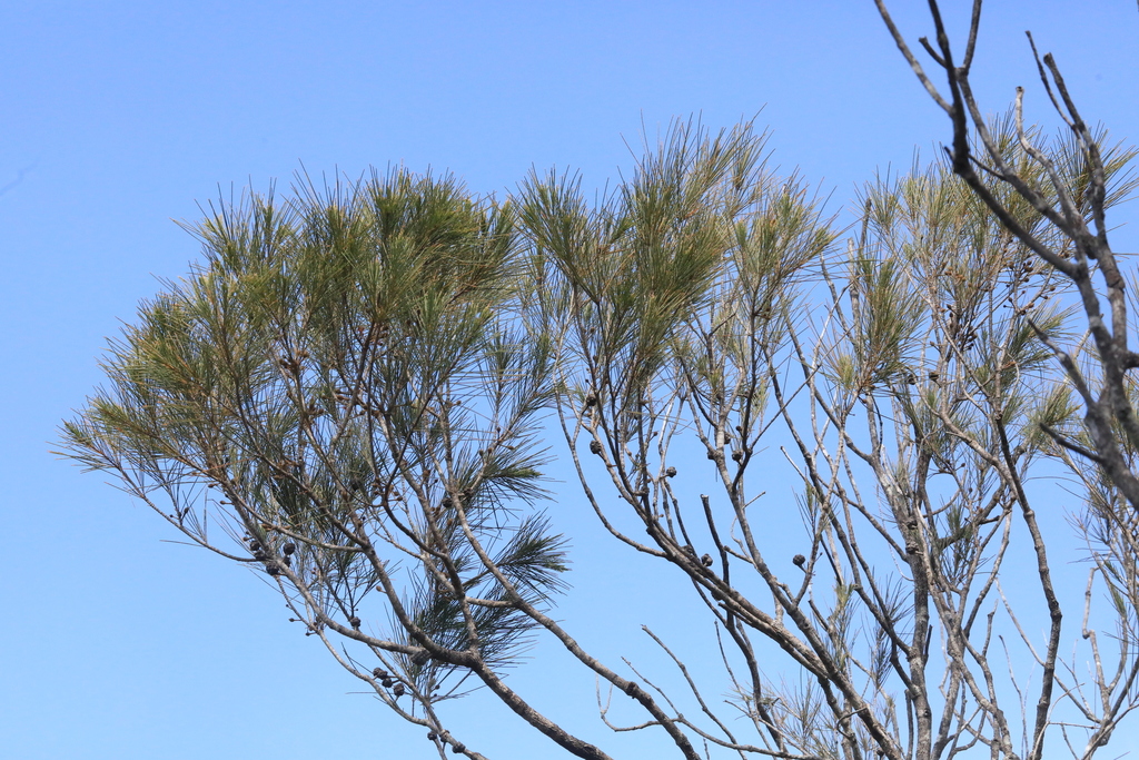 Black sheoak from Arrawarra NSW 2456, Australia on September 11, 2024 ...