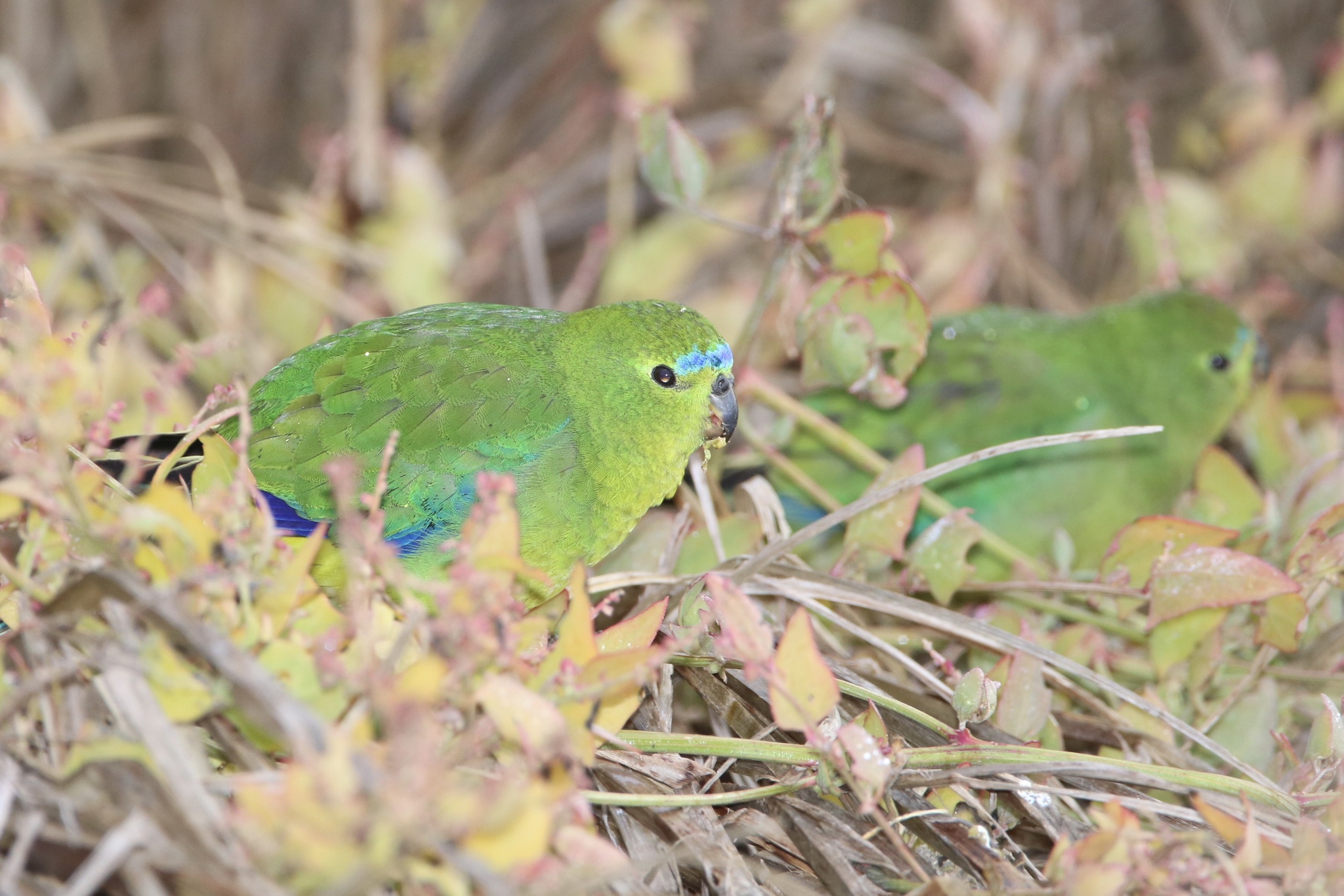 Neophema chrysogaster (Latham, 1790)