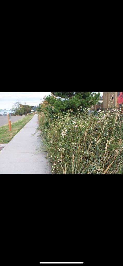 snowberries from Possession Sound, Mukilteo, WA, US on September 11 ...