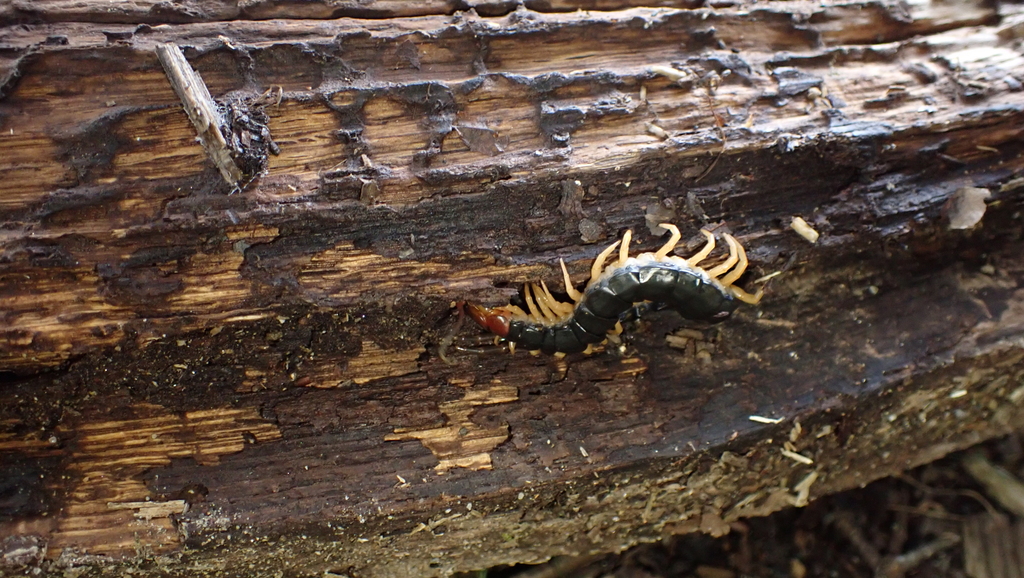 Chinese Red-headed Centipede from Sakyo Ward, Kyoto, Japan on August 29 ...