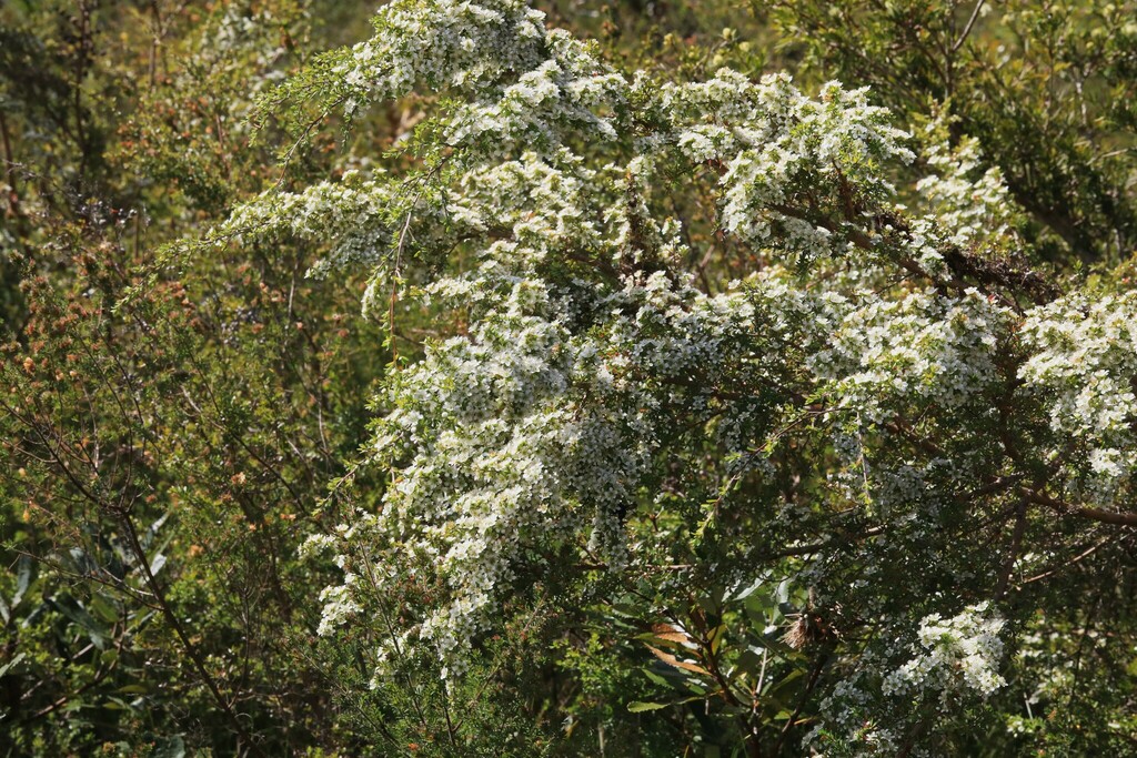 Tantoon from Arrawarra NSW 2456, Australia on September 11, 2024 at 01: ...